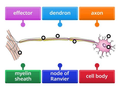 Structures Of A Neurone Labelled Diagram