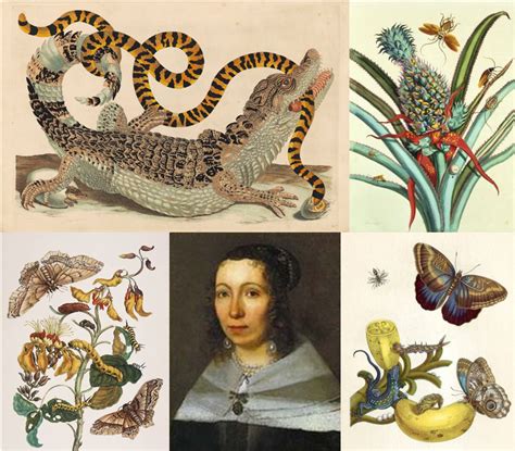 Maria Sibylla Merian Graphic Art Illustration Historical Women