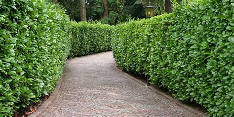 Fast Growing Hedges In Australia Au