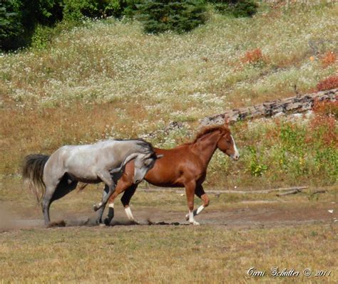 Thrill Of The Chase Photograph By Carri Schutter Pixels