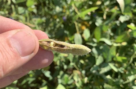 Soybean Water Use 101 Science For Success