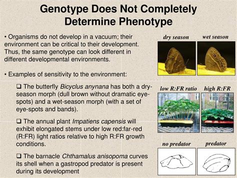 Ppt The Evolution Of Plasticity And Learning Powerpoint Presentation Id3905640