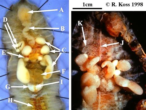 Lumbricus Dissection Diagram Quizlet