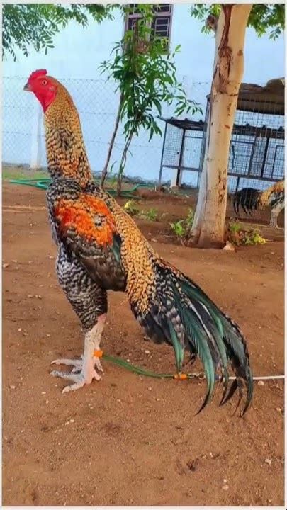 New Aseel Murgee Jutt De Murgee Zawar Jutt Leader New Trend New Trending Music