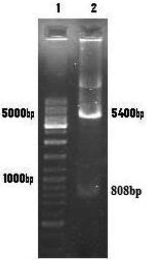 Identification Of Recombinant Plasmid Pcdna Rptr Using Enzyme Download Scientific Diagram