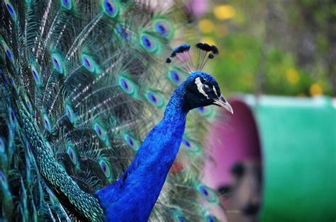 Peacock Pet Images Free Download On Freepik