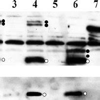 Expression C Terminal Processing And Secretion Of C Terminal Download Scientific Diagram