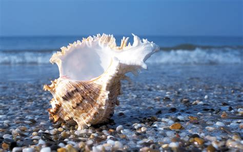 Seashell Stony Beach Wallpaper 2560x1600 31756
