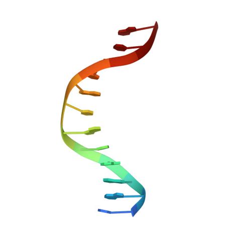 Rcsb Pdb 7ezj Crystal Structure Of P73 Dna Binding Domain Complex Bound With 1 Bp And 2 Bp