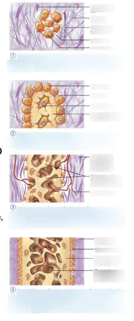 Intramembranous Ossification Diagram Quizlet