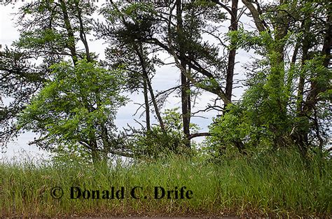 Michigan Trees The Michigan Nature Guys Blog
