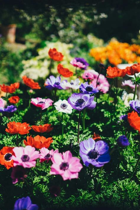 What Is The Difference Between Garden Soil And Top Soil Green Packs