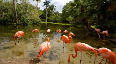 Sarasota Jungle Gardens A Indian Beach Sapphire Shores Tour E Visite