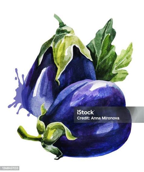 가지 손으로 그릴 수채화 엽서 스티커 백과사전 메뉴 요리 재료에 사용할 수 있습니다 라벨 커버 프린트용 스타일 디자인 건강한