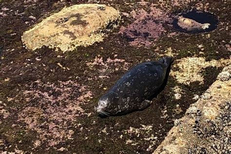 How To See The Sea Lions And Seals In San Diego The Complete Guide