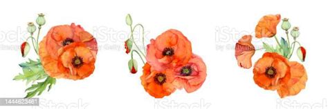 수채화 꽃다발 구성 손으로 그린 여름 밝은 빨간색 양귀비 꽃과 요소 흰색 배경에 격리 초대장 결혼식 사랑 또는 인사말 카드 종이 인쇄 섬유 디자인 개체 그룹에 대한 스톡