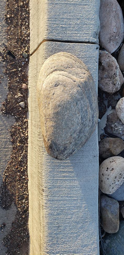 Fossil Mollusk R Fossilid