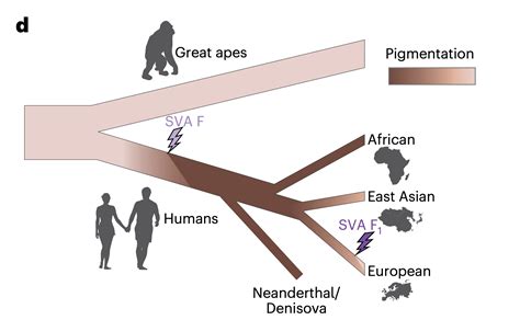 Agouti Gene How A Jumping Gene Shaped The Human Skin Color Evolution