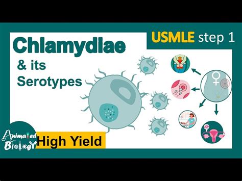 Chlamydia Bacteria Diagram Chlamydia Trachomatis From Urogenital