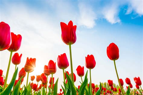 Download Vibrant Blooming Flowers In Full Bloom Wallpaper
