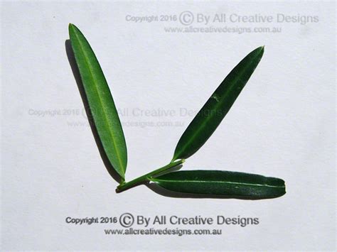 Australian Tree Identification By Flower Characteristics Photos VIC NSW QLD