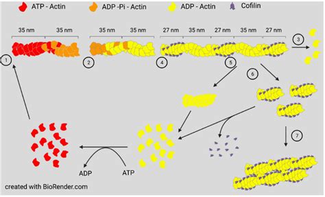 Cells Free Full Text Cofilin And Actin Dynamics Multiple Modes Of Regulation And Their