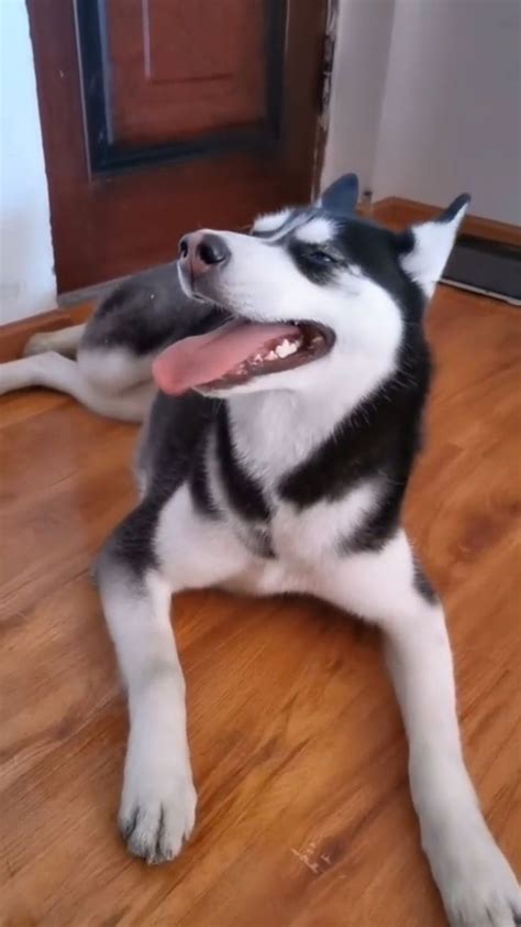 Adorable Husky Puppy Being Held By Papa