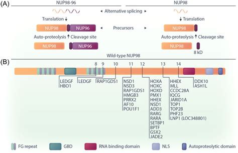 Leukemia Oncogene Fusiongene Therapy Jan Cools