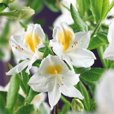 Jasminum Angulare Angular Jasmine Conservatory Greenhouse Rhs Gardening Artofit