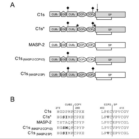 Pdf Functional Characterization Of Complement Proteases C1s Mannan