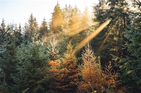 Premium Photo Misty Forest Trees In Forest In Slovakia Rainforest Ecosystem And Healthy