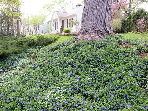 Native Groundcover From Seed For Shady Beds Zone 6b Landscaping