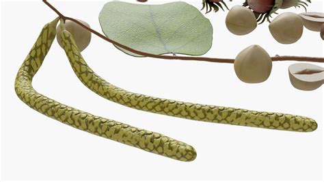 Hazelnut Fruits 3d Model By Blenduffo