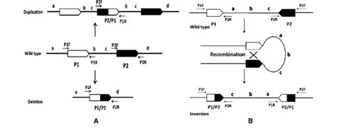 The Schematic Representation Of The Rationale For Recombination