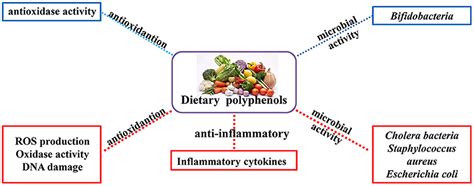 Frontiers Natural Polyphenols As Targeted Modulators In Colon Cancer