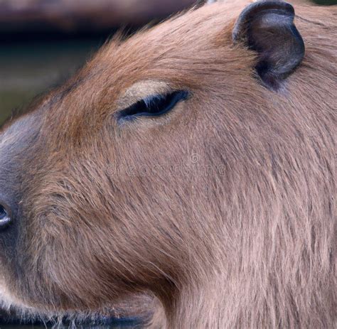 close up of capybara over grass created using generative ai technology