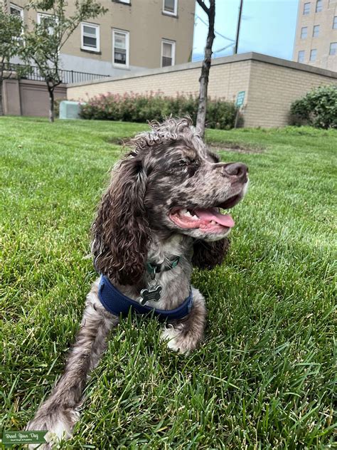 Unique Color Cocker Spaniel Stud Dog In Nj The United States Breed