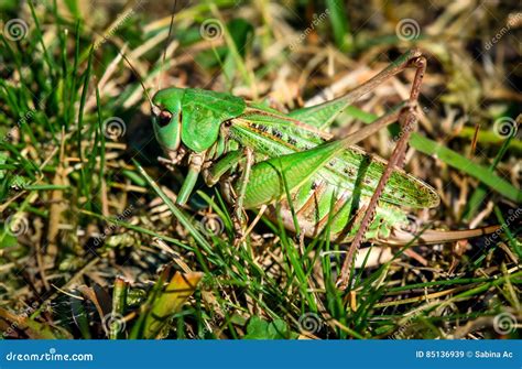 Green Grasshopper In The Grass Stock Image Image Of Macro Animal