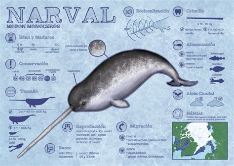 Narwhals Infographics By Alba R Luque On Deviantart