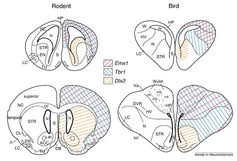 Do Birds Possess Homologues Of Mammalian Primary Visual Somatosensory And Motor Cortices