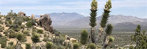 Teaching Credential Cal State La