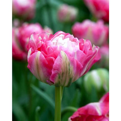 Tulip Double Sugar