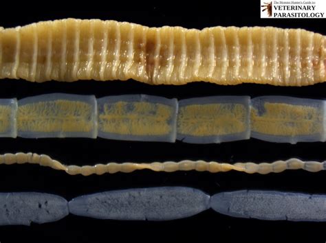 Mesocestoides Sp Tapeworms Monster Hunters Guide To Veterinary