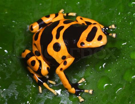 Bumblebee Poison Dart Frog Dendrobates Leucomelas Stock Foto Colourbox