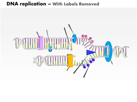 0614 DNA Replication Medical Images For PowerPoint PowerPoint Presentation Designs Slide PPT
