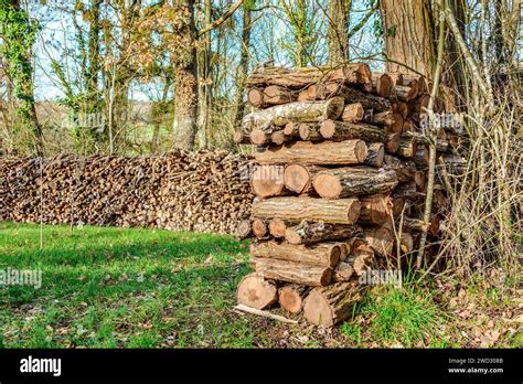 Long Stack Of Tree Branches And Cut Logs Stored For Domestic Fuel