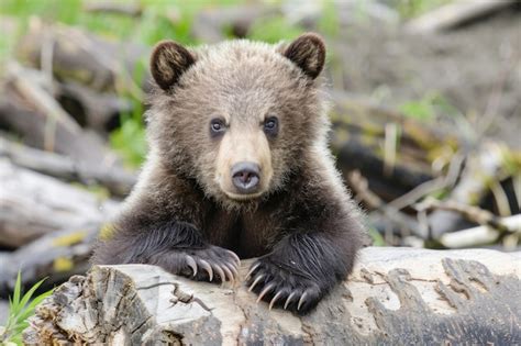Premium Photo A Grumpy Grizzly Cub With A Scowling Expression And Big Fluffy Paws