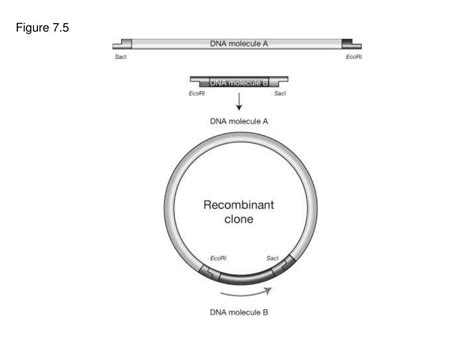 Ppt Lecture 10 Chapter 7 Recombinant Dna Vector Design And