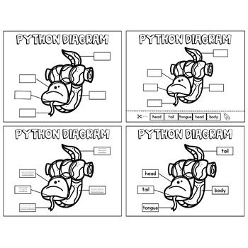 Python Graphic Organizers Writing Labeling Parts Of A Python Rainforest