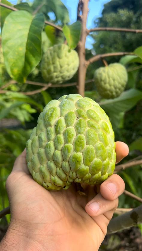 Ppc Phet Pak Chong Atemoya Grafted Tree Miami Fruit